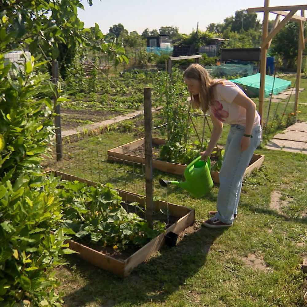 Hanna kreeg een moestuin voor haar examen: 'Mijn vriendin en broertje heb ik al besmet' - Omroep ...
