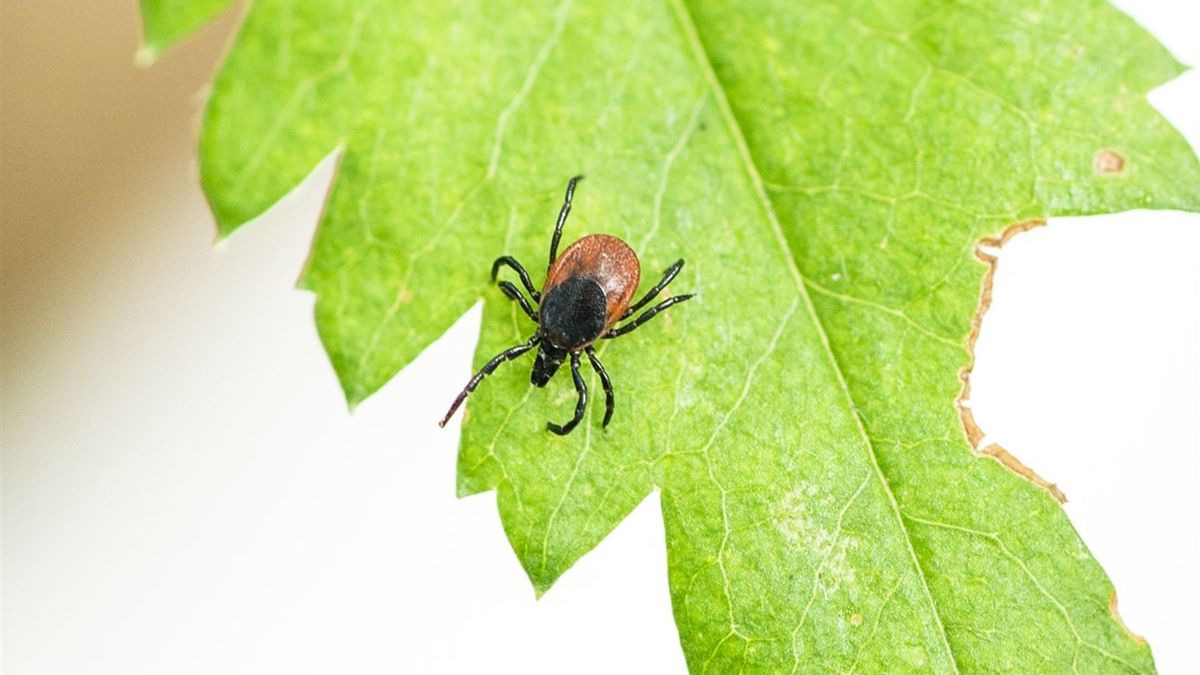 Ziekte van Lyme voorkomen? "Bescherming is het allerbelangrijkste" - Oost