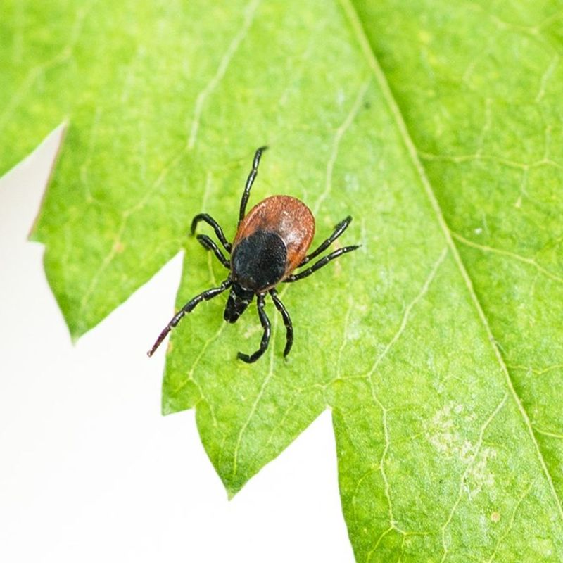 Ziekte van Lyme voorkomen? "Bescherming is het allerbelangrijkste" - Oost