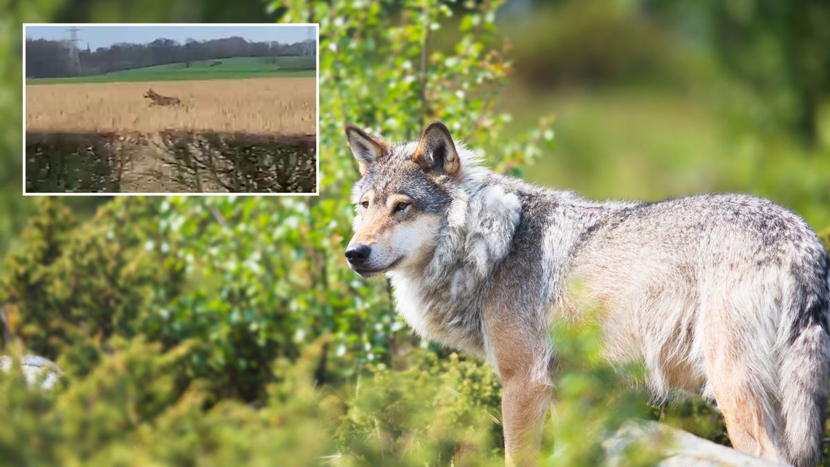 Wolf gespot op klaarlichte dag in Arensgenhout - L1 Nieuws