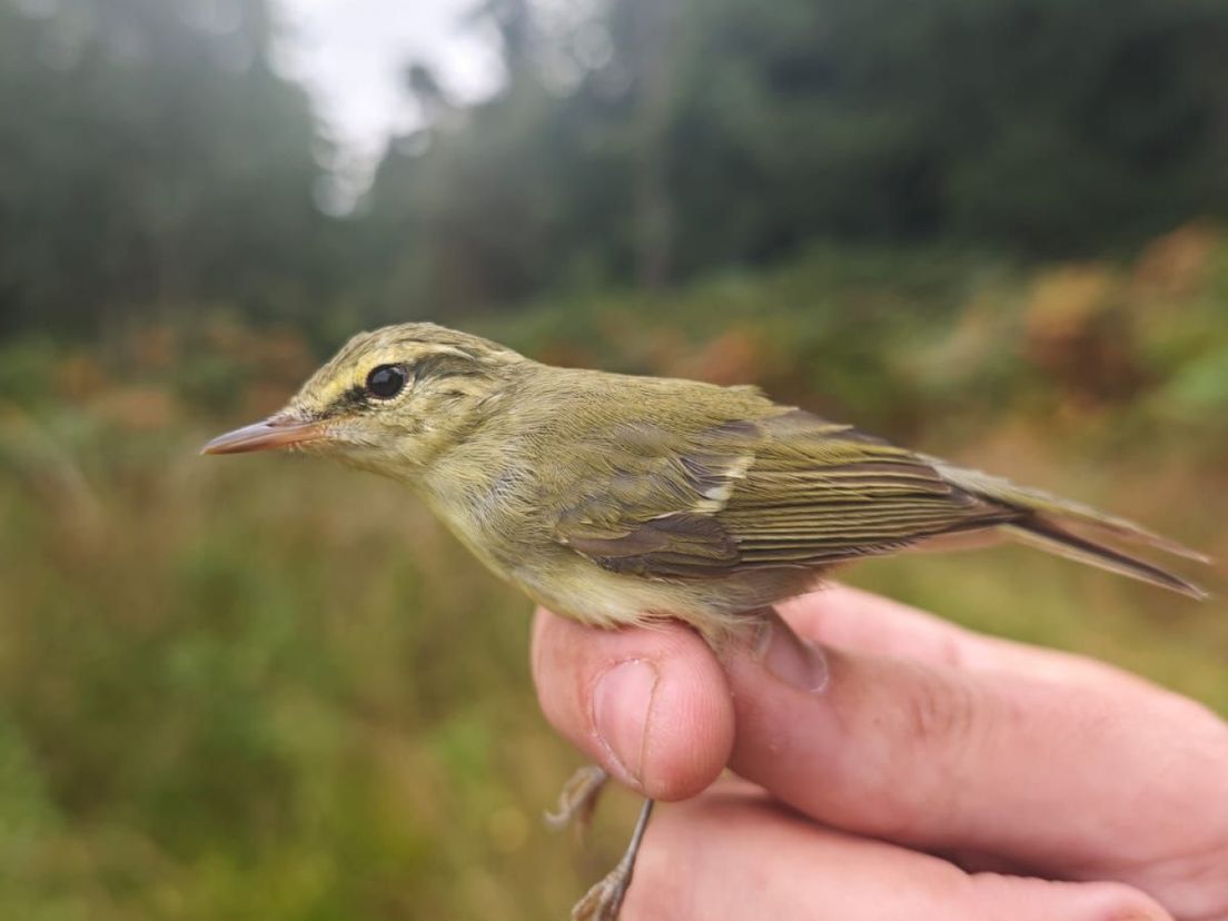 Huh?! Deze vogel heb ik hier nog nooit gezien! - Omroep Gelderland