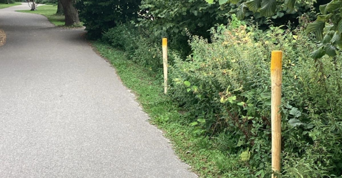 Gevaarlijk woekerende plant krijgt een markering: overal paaltjes met ...