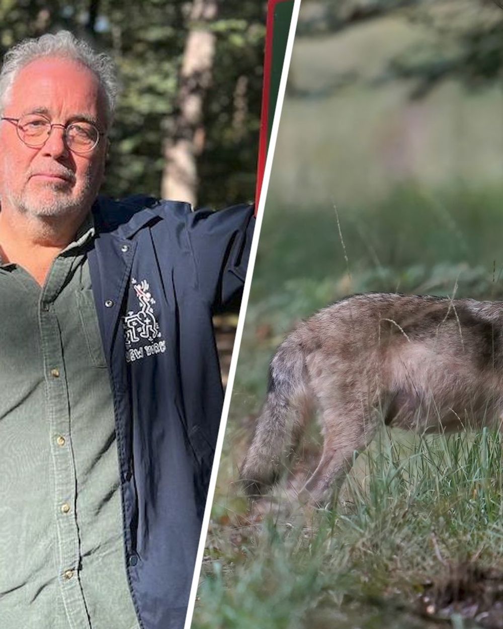 Faunabescherming en WNF boos over vergunning doden wolf - Omroep Gelderland