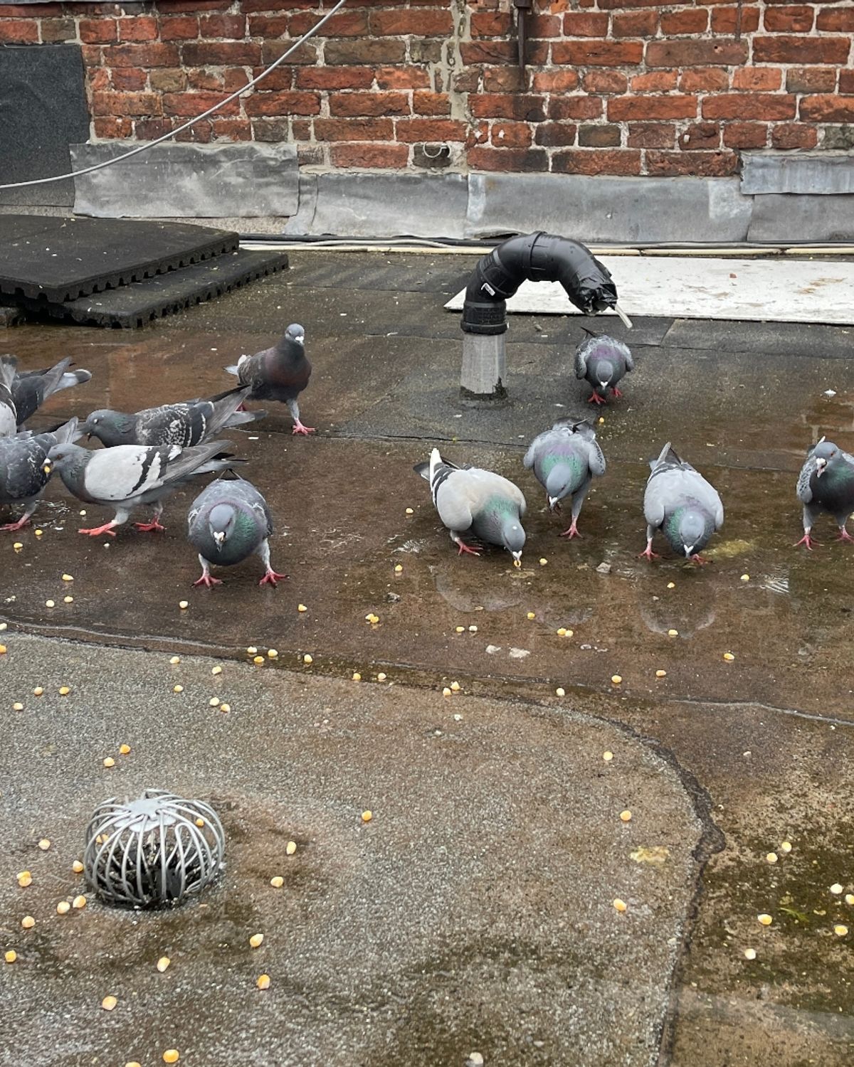Dit is waarom duiven in hartje Stad niet meer voor overlast zorgen ...