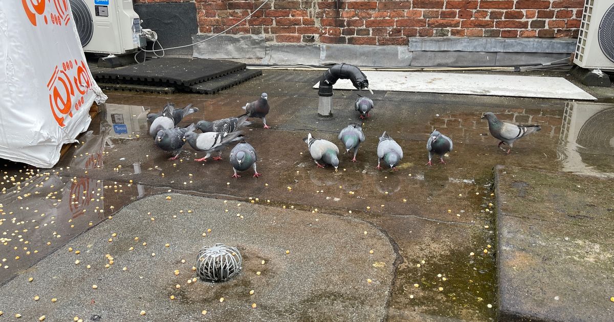 Dit is waarom duiven in hartje Stad niet meer voor overlast zorgen ...