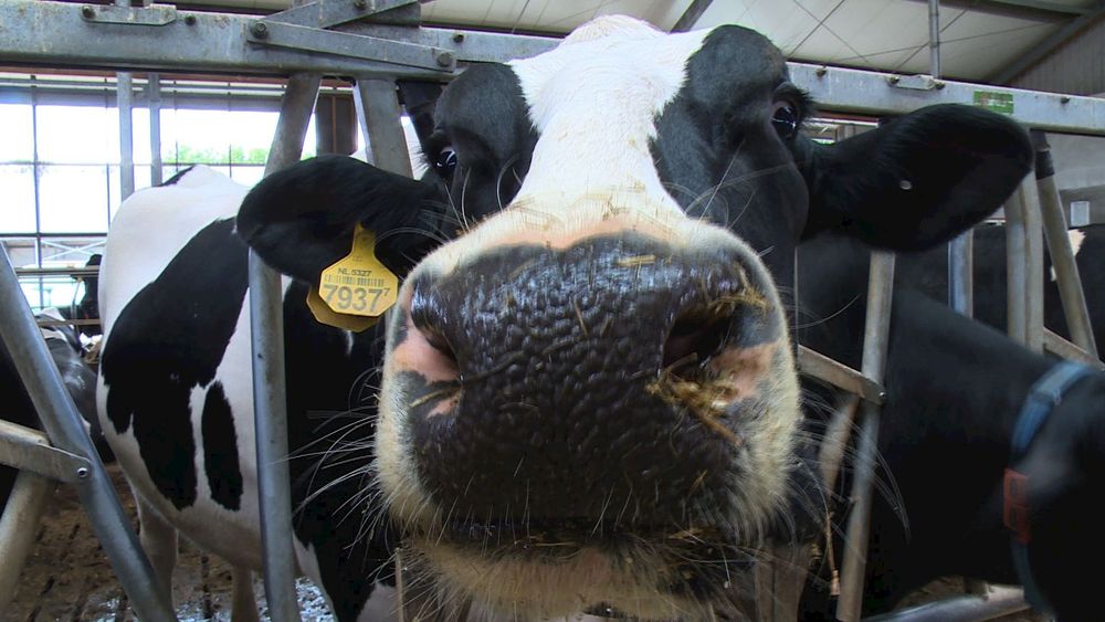 Leeft de oudste koe van Nederland in Overijssel? - Oost