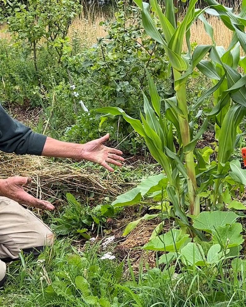 Zo maak je een groentetuin op een vierkante meter - Omroep Gelderland