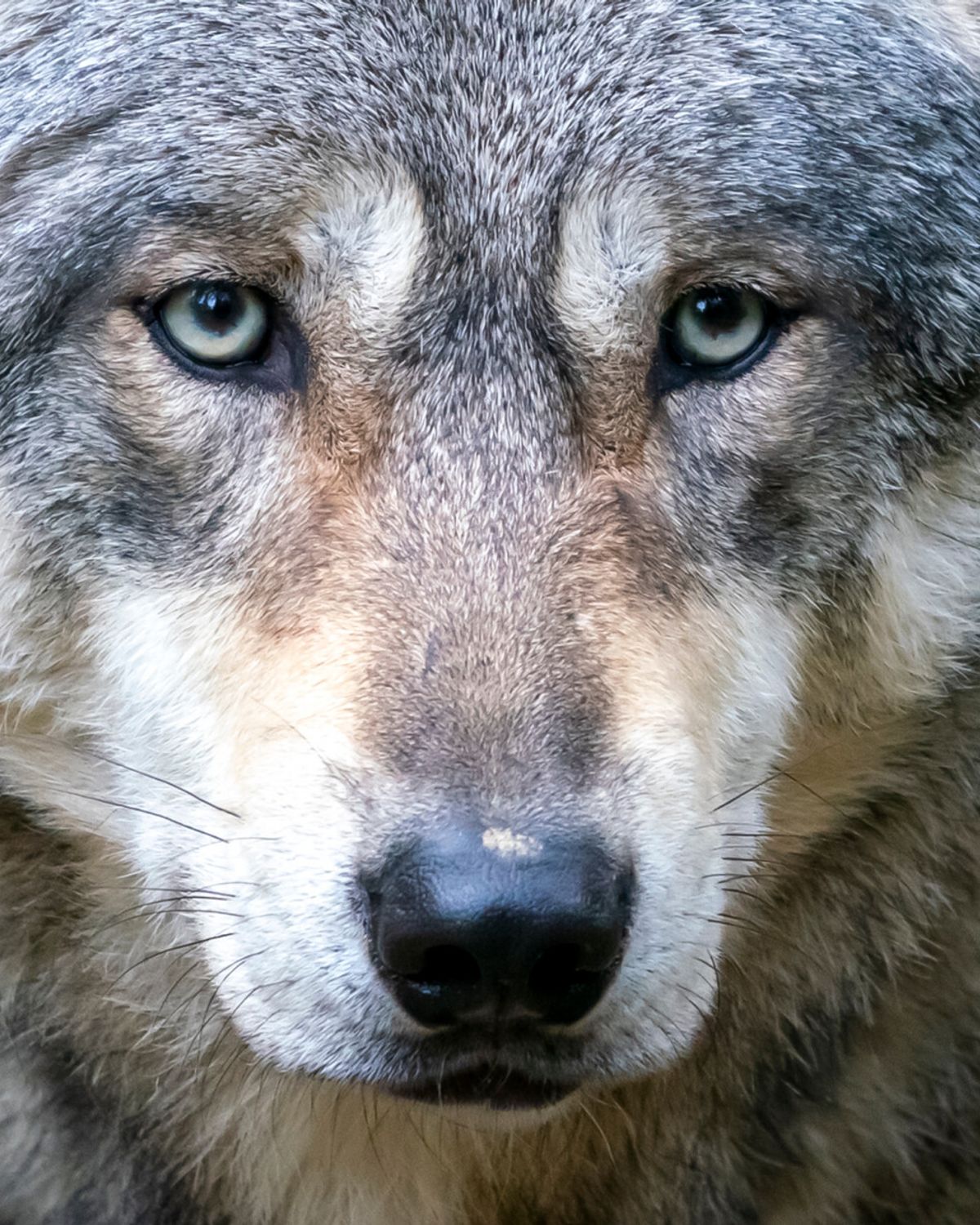 Brussel wil kijken naar status wolf, gevolgen blijven voorlopig ...