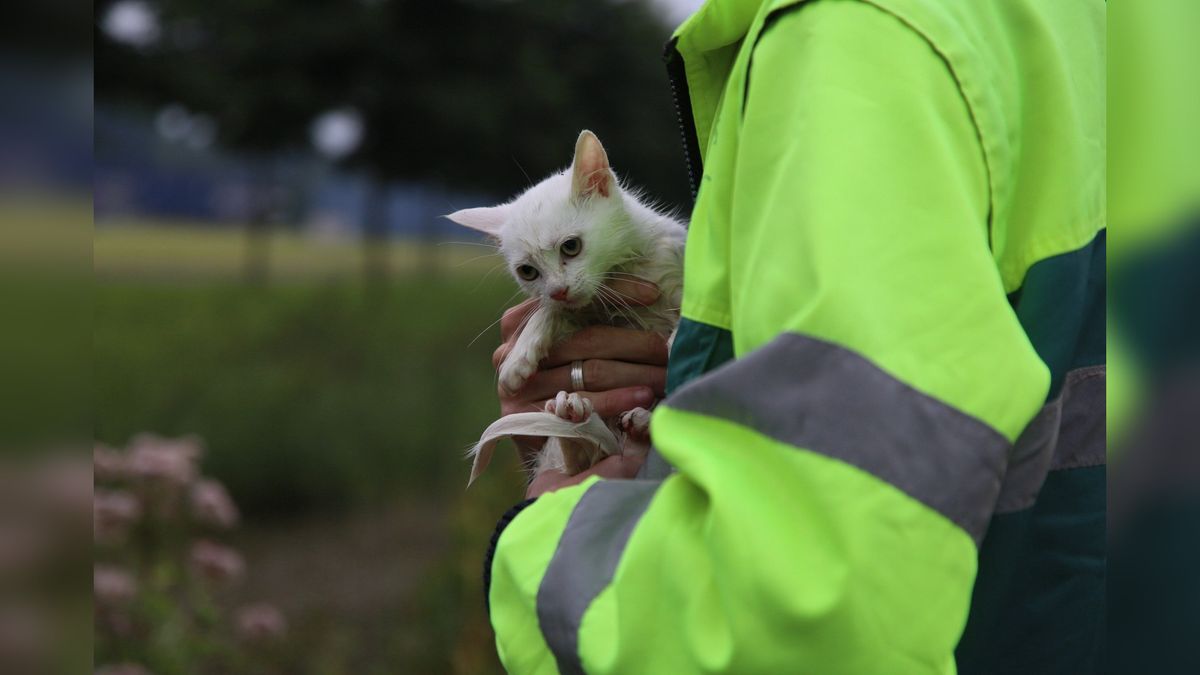 Politie in actie voor poes op de Weaze in Leeuwarden - Omrop Fryslân