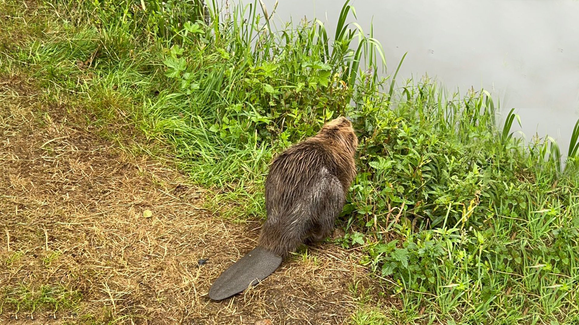 Bever uit Oldambtmeer is gevangen en verplaatst naar Westerwolde - RTV ...