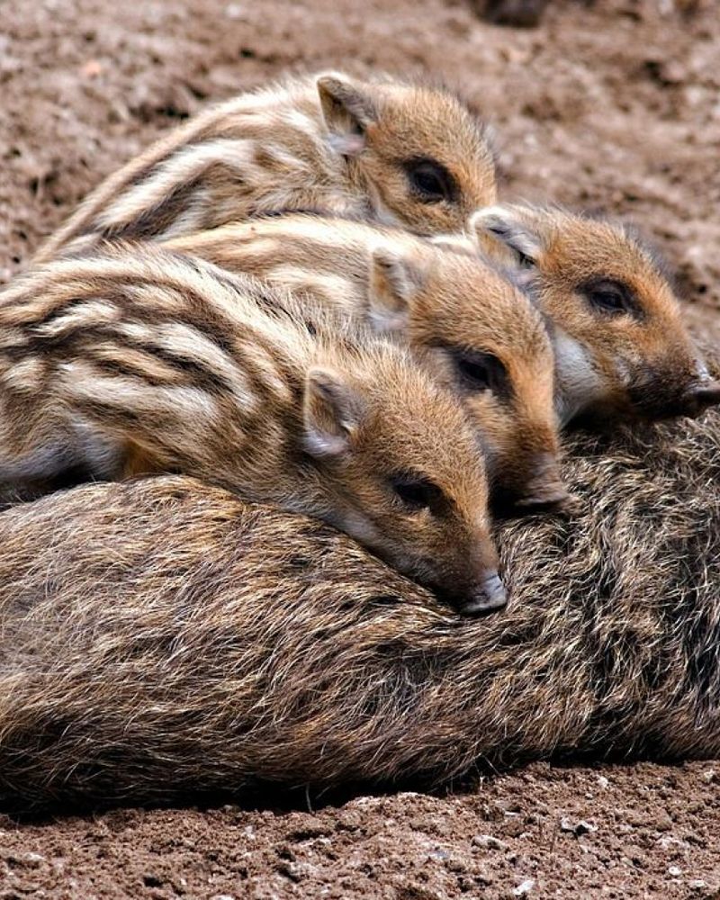 Schattig die jonge zwijntjes, maar pas op voor hun moeder - Omroep Gelderland