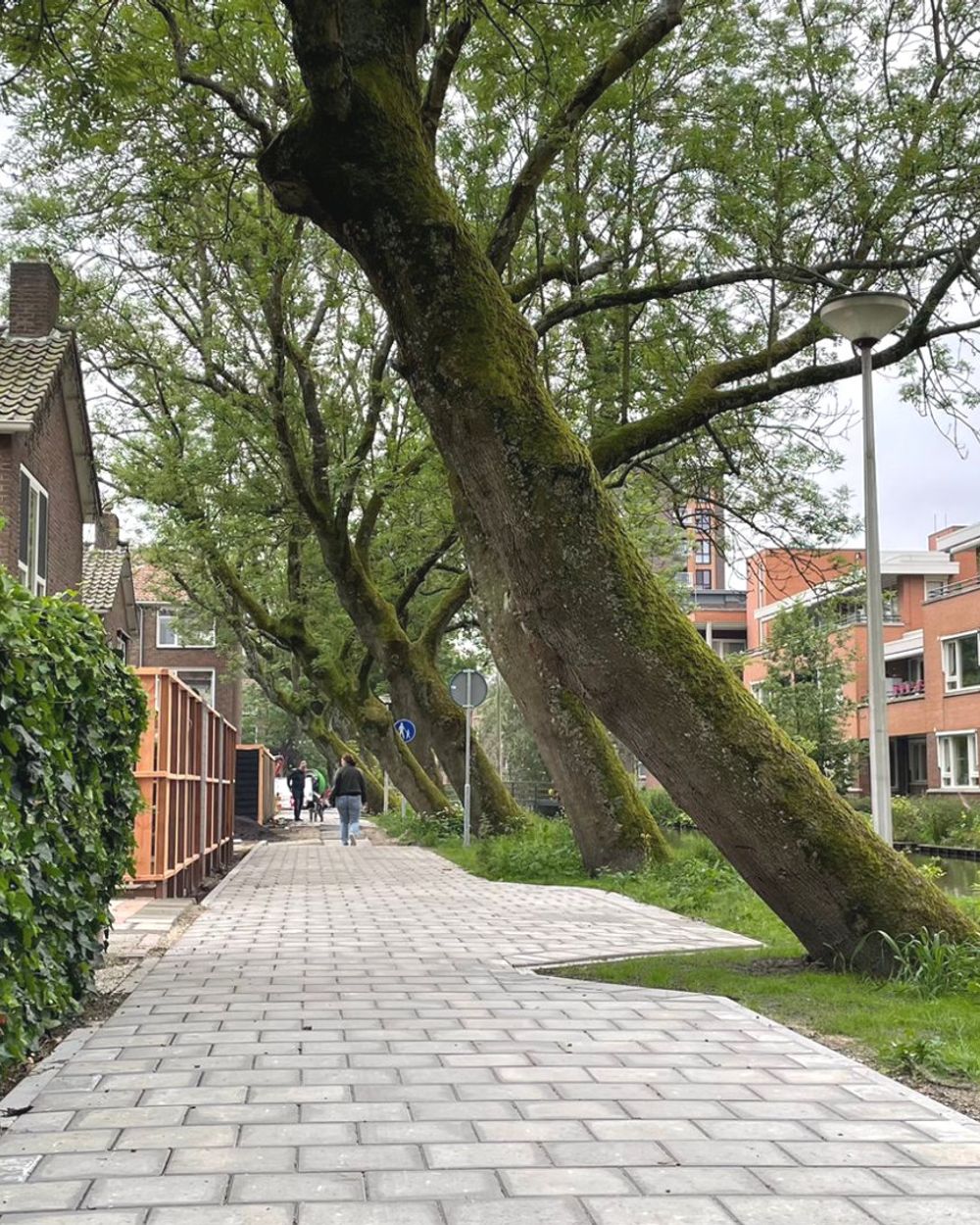 Bomen staan scheef, omwonenden bang dat ze ooit omvallen - Omroep West