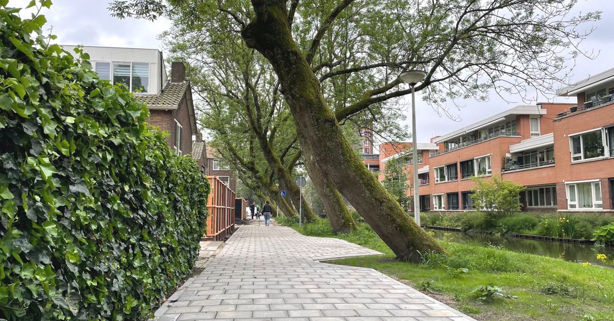 Bomen staan scheef, omwonenden bang dat ze ooit omvallen - Omroep West