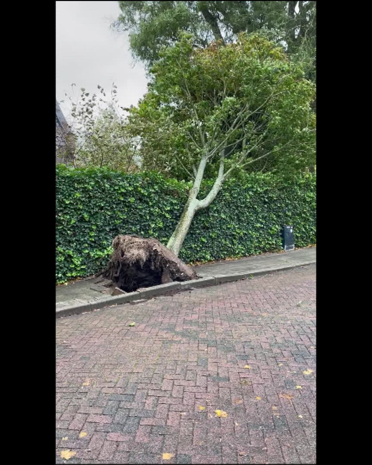 Door de wind waait boom op Tholen om - Omroep Zeeland