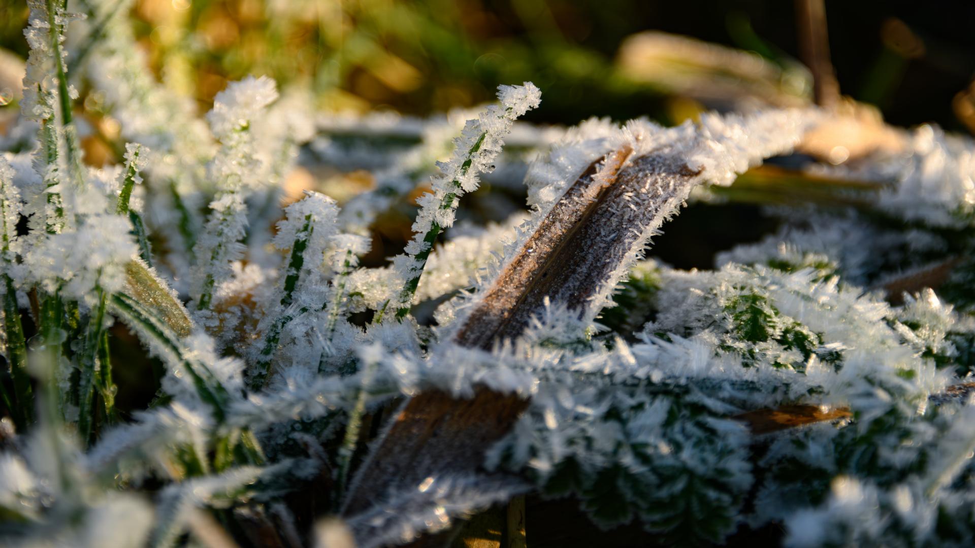 Deze mensen genieten van de kou in Kinderdijk - Rijnmond