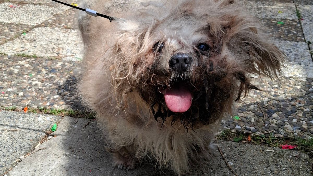 Ernstig verwaarloosde hond uit woning gehaald: gebroken kaak, open ...