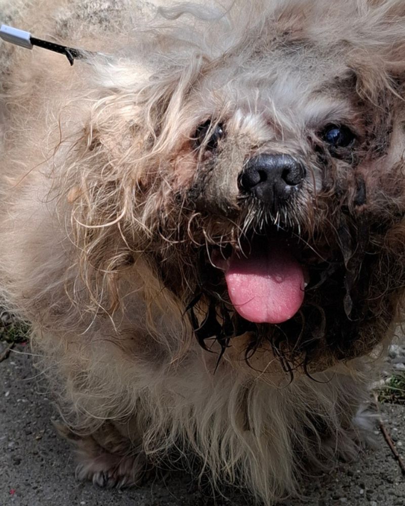 Ernstig verwaarloosde hond uit woning gehaald: gebroken kaak, open ...