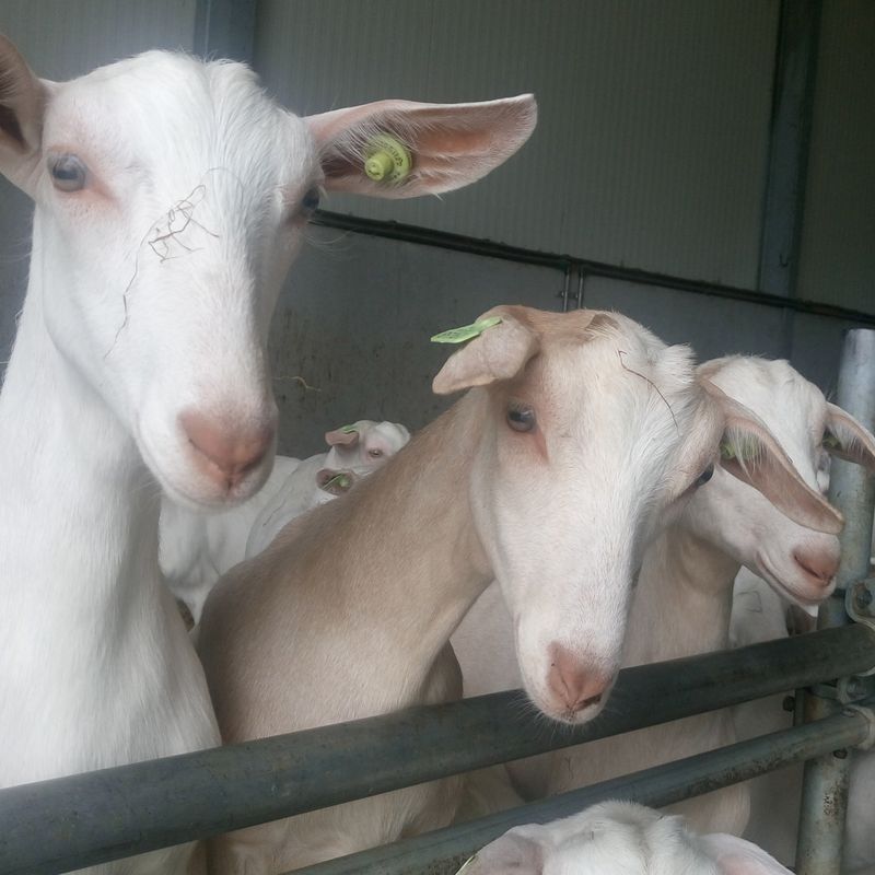 Geitenhouder vrijgesproken voor illegale keizersneden met bot mes - RTV ...