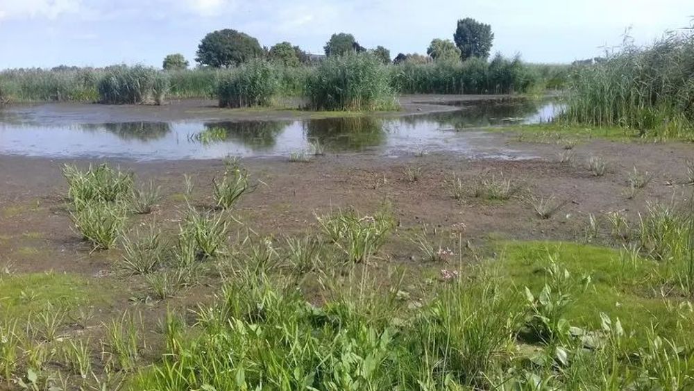 Dit is normaal een prachtig moerasgebied, maar nu even niet - Omroep ...