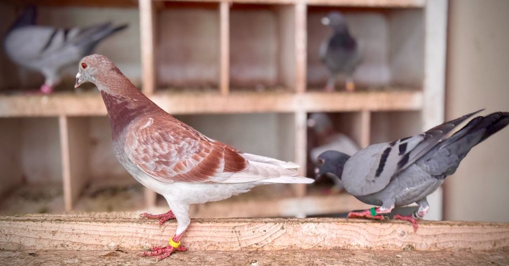 Duivenmelkers in Twente balen van ophokplicht: “Wedstrijdseizoen is ...