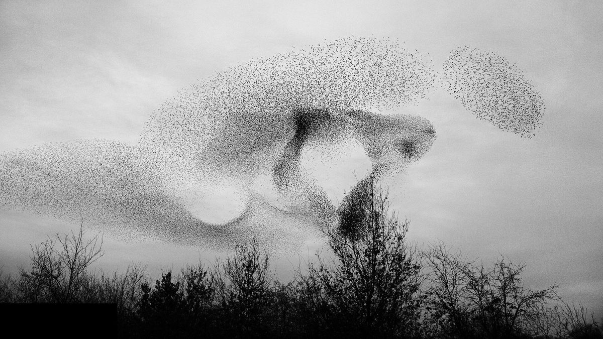 Natuurfotograaf Jan van der Greef blijft door corona dichter bij huis ...