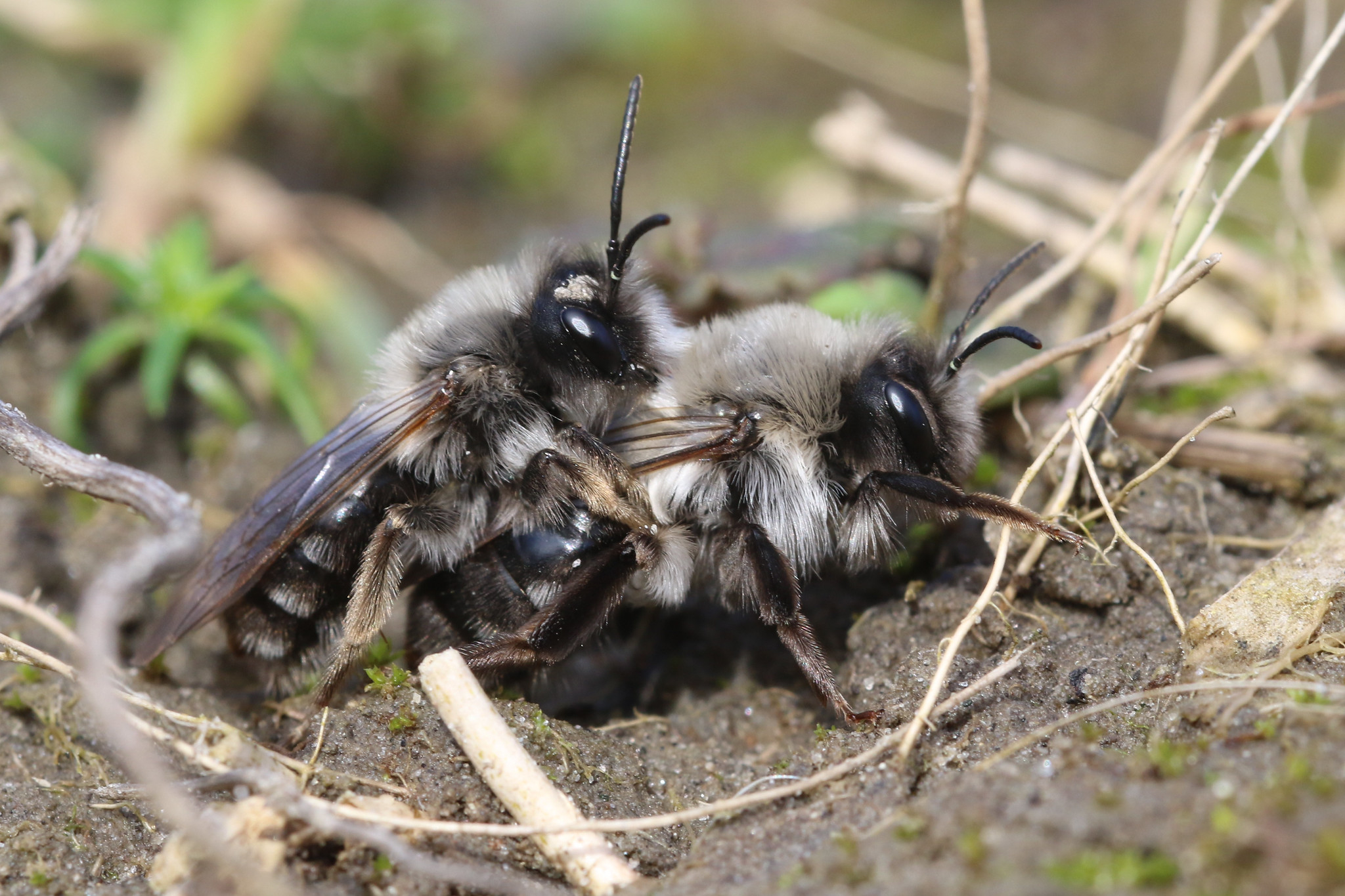 Lente weer eerder begonnen: 'Het lijkt wel alsof de herfst in de lente ...