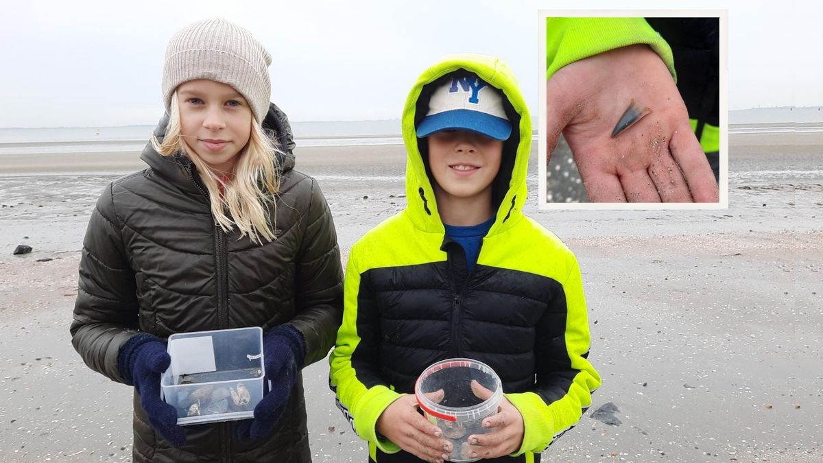 Haaientanden zoeken op de Kaloot in Borssele: 'Succes gegarandeerd ...