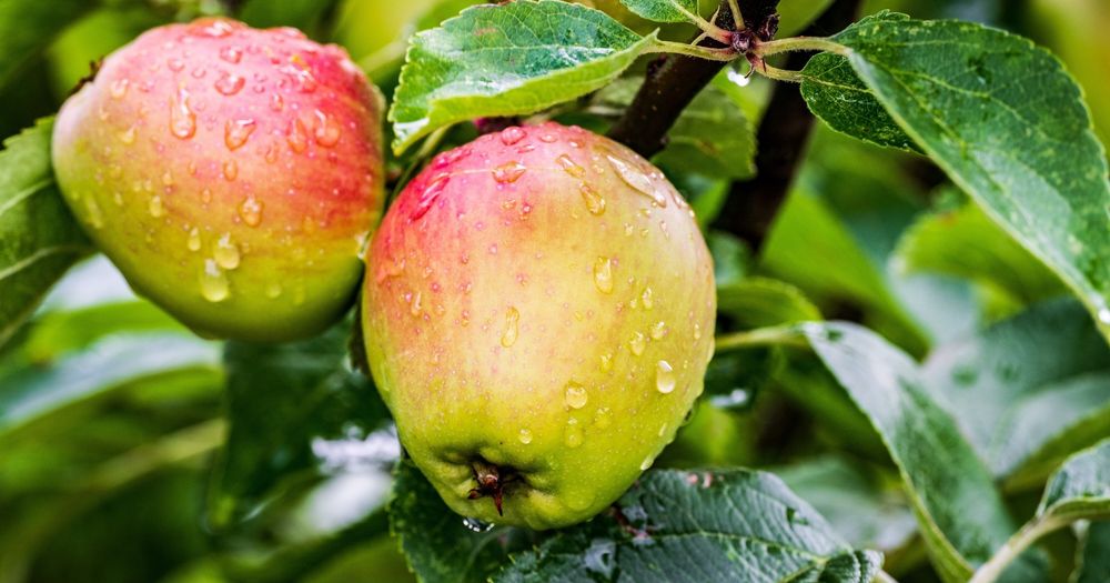 Slechte oogst van appels betekent dit jaar geen appelsap voor Stichting ...