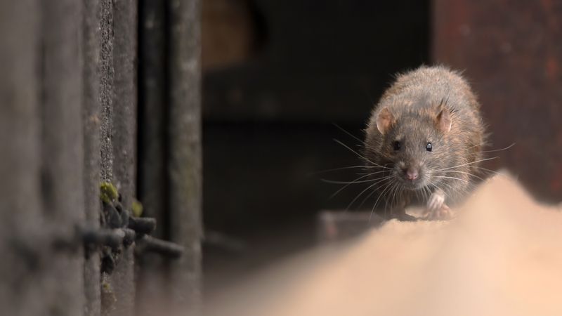 Overlast van plaagdieren groeiend probleem in Limburg - L1 Nieuws