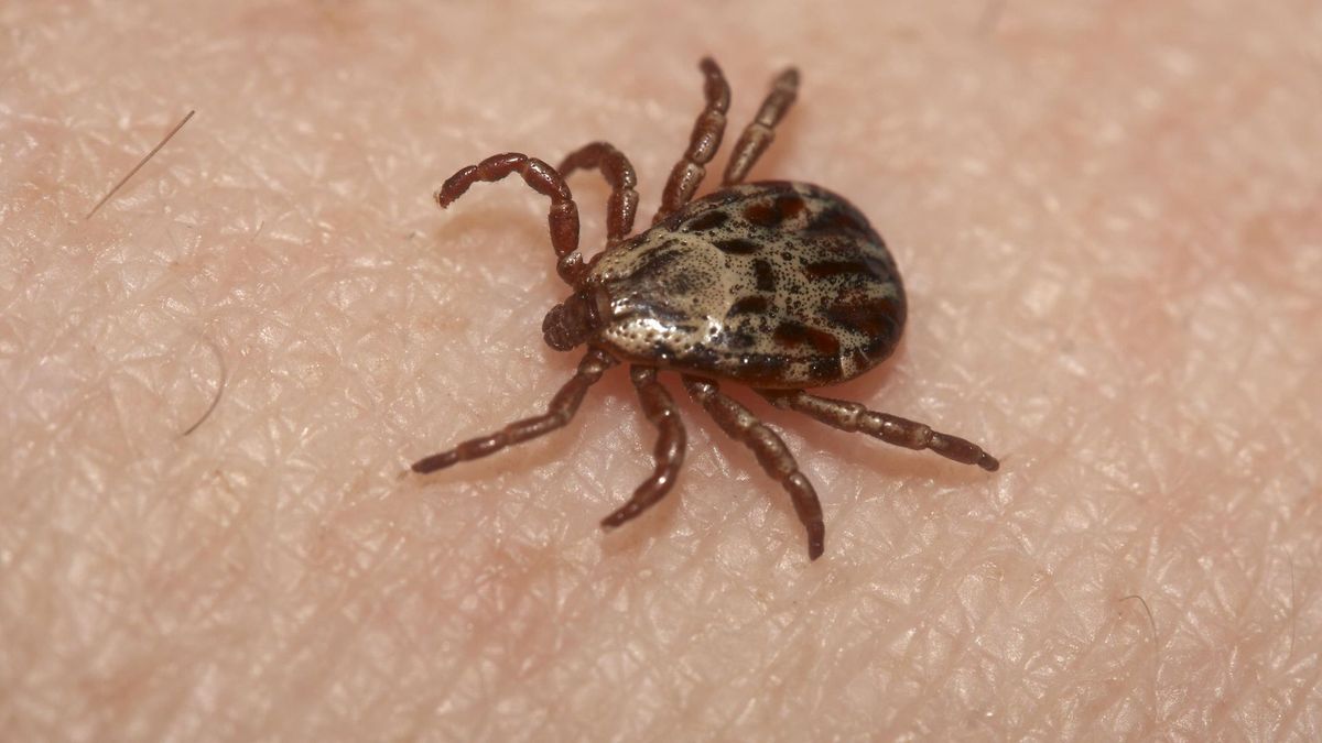 Week Van De Teek Tips Om Kans Op Tekenbeet En Ziekte Van Lyme Te