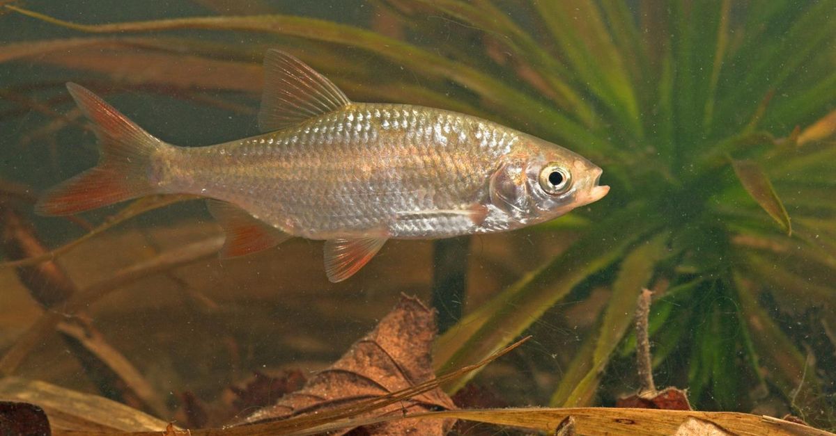 Koud water en ijs in de sloot: wat doen vissen in de winter? - Omroep ...