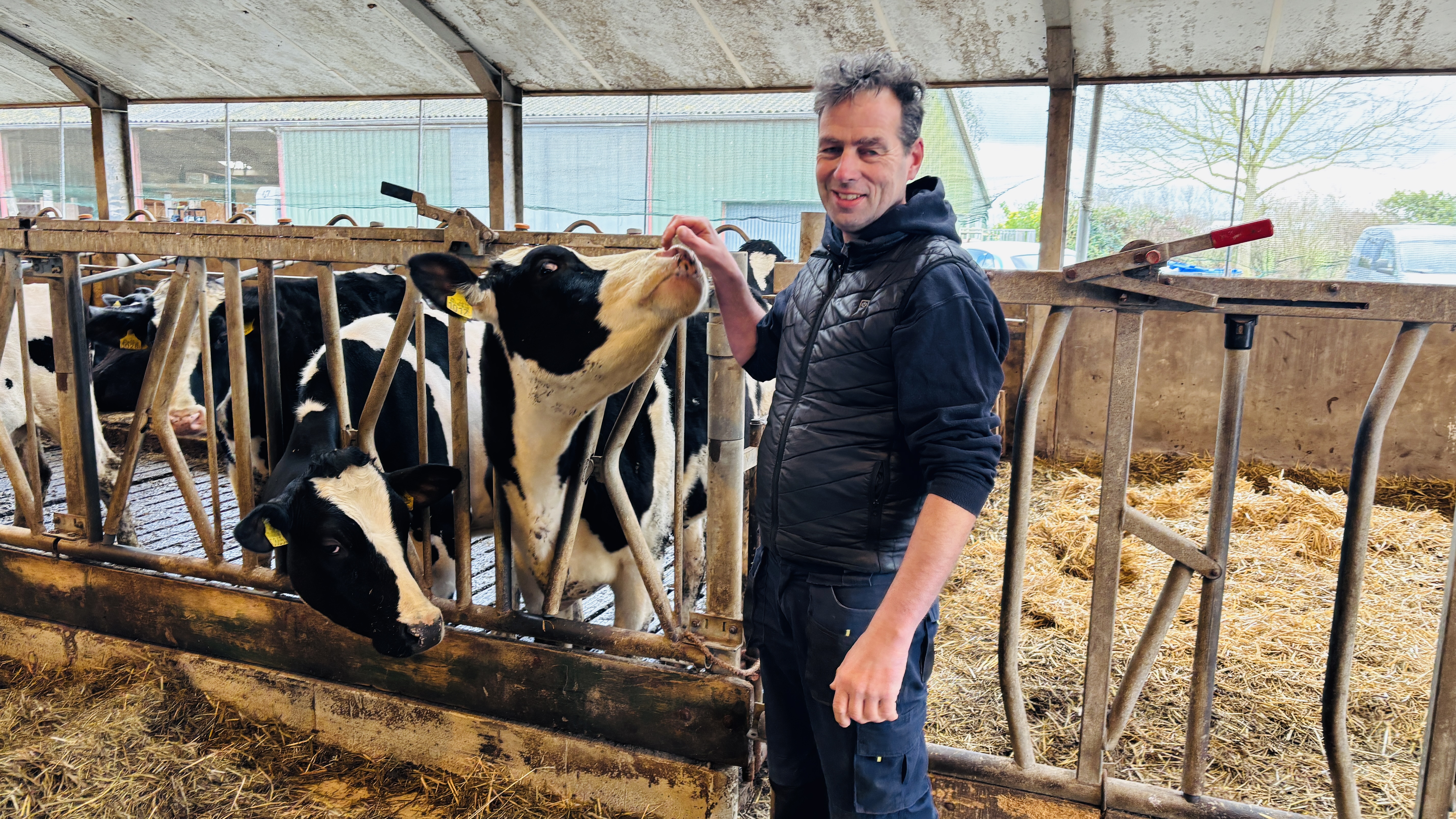 De koeien van André zijn niet gezond, veehouder vermoedt 'bizarre ...