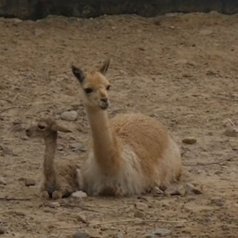 Jaar na eerste geboorte opnieuw een vicuña ter wereld gebracht in ...
