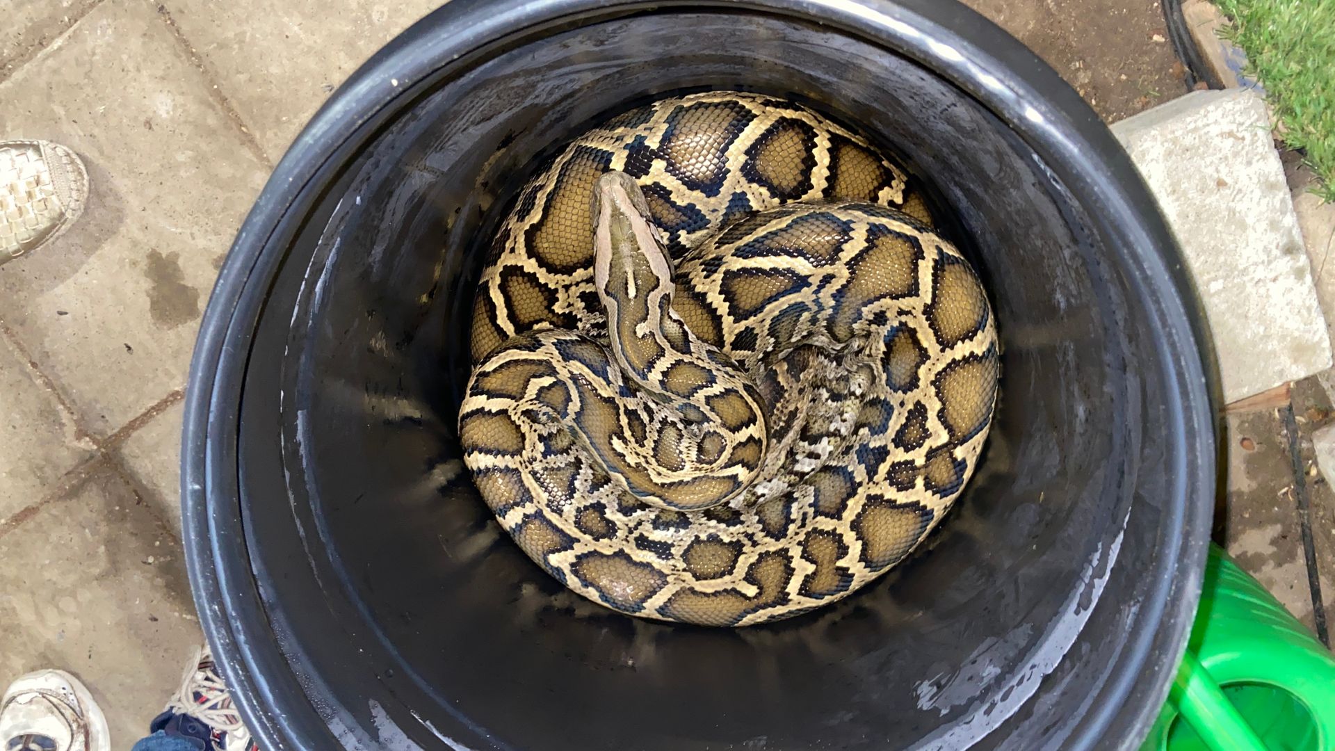 Ranger Rob heeft eindelijk plek voor zijn tropische dieren, maar nu is ...