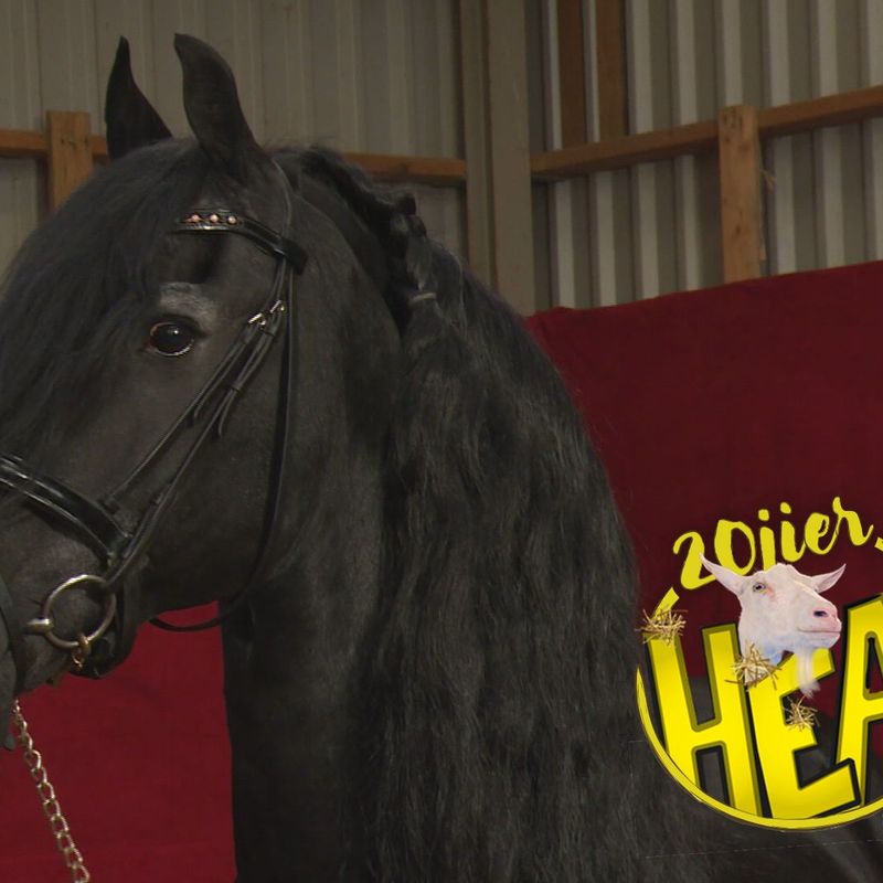 HEA! Jasper 366 is met pensioen - Omrop Fryslân