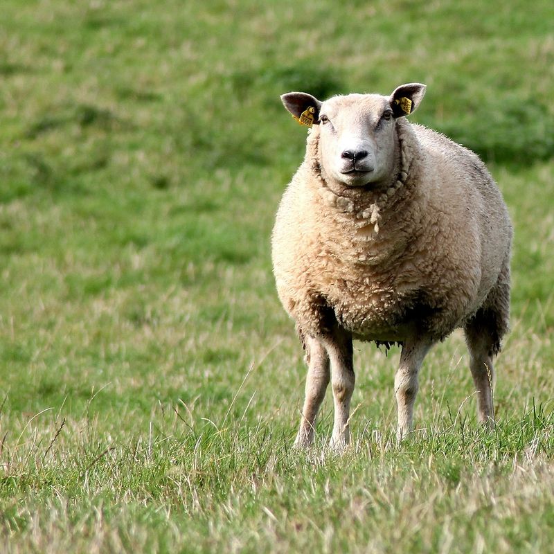 Hond bijt schaap; eigenaar krijgt werkstraf en boete - RTV Drenthe