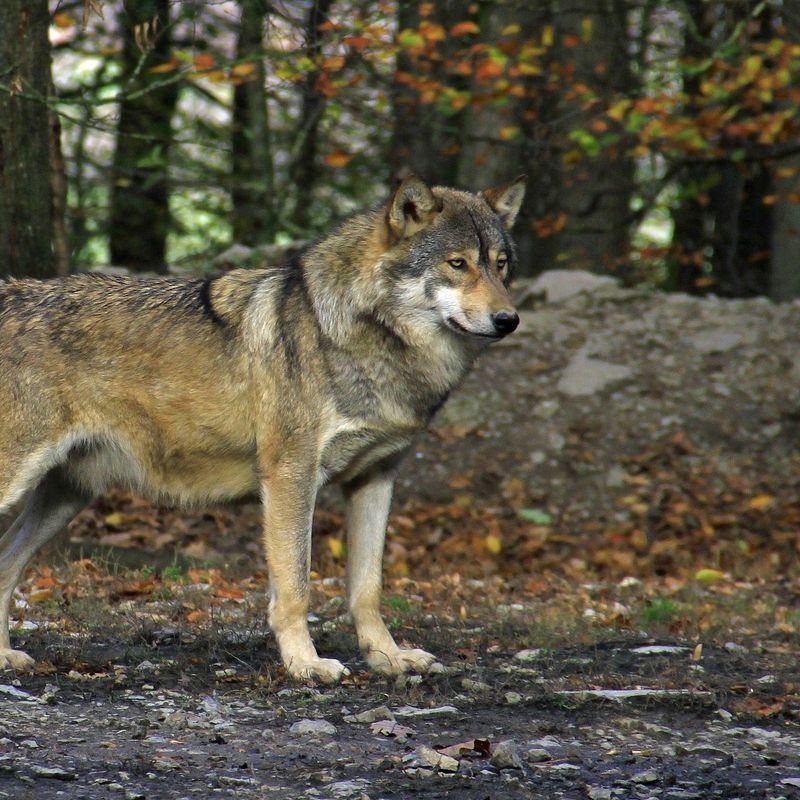 Terug van weggeweest in de Drentse natuur: de wolf - RTV Drenthe