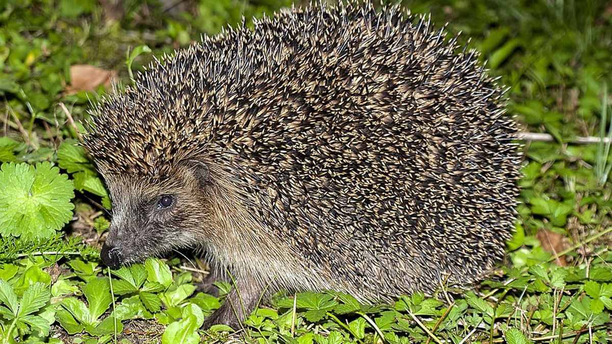Door de ogen van de egel kijken naar de tuin in Chris Natuurlijk van 29 ...