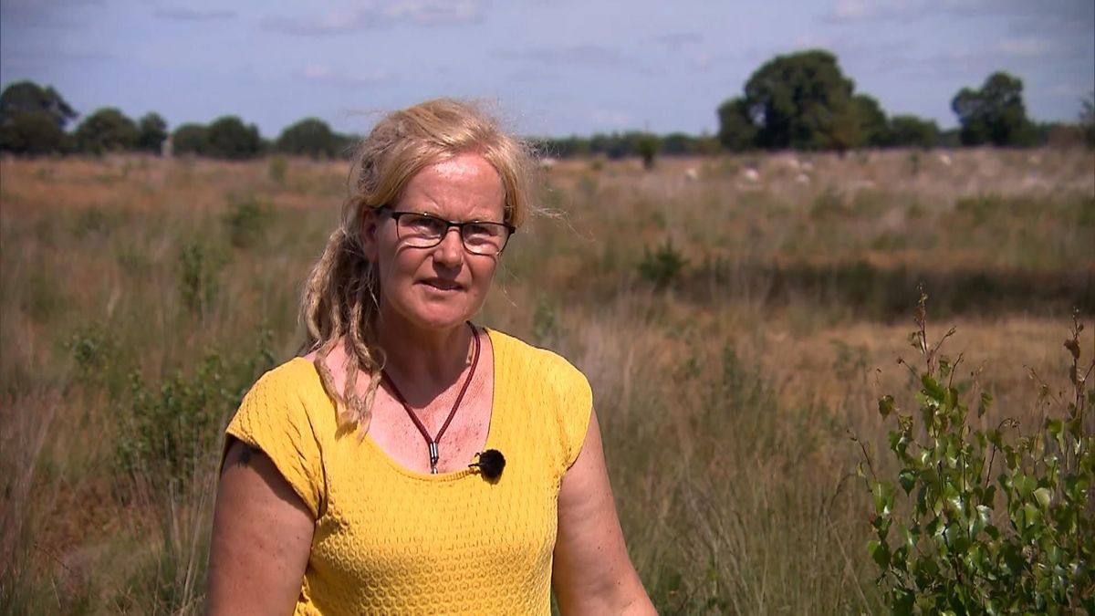 Schaapsherder Erika Visser over de wolf - RTV Drenthe