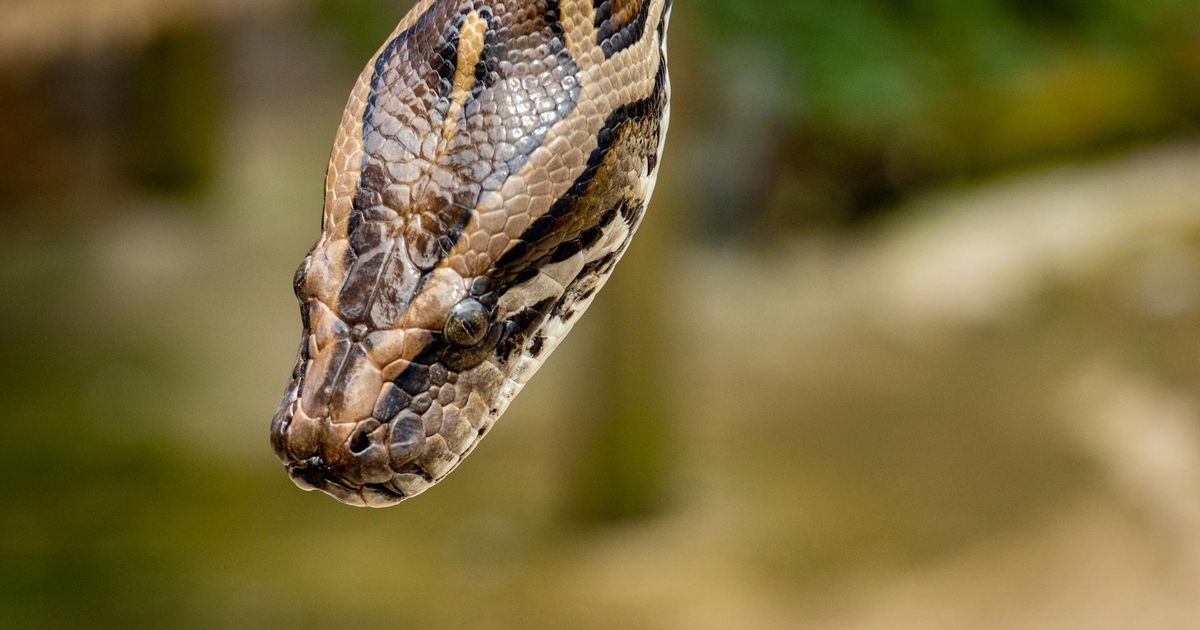 Twee (giftige) slangen gevonden in containers in haven - Rijnmond