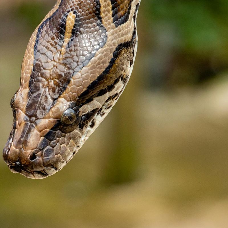 Twee (giftige) slangen gevonden in containers in haven - Rijnmond
