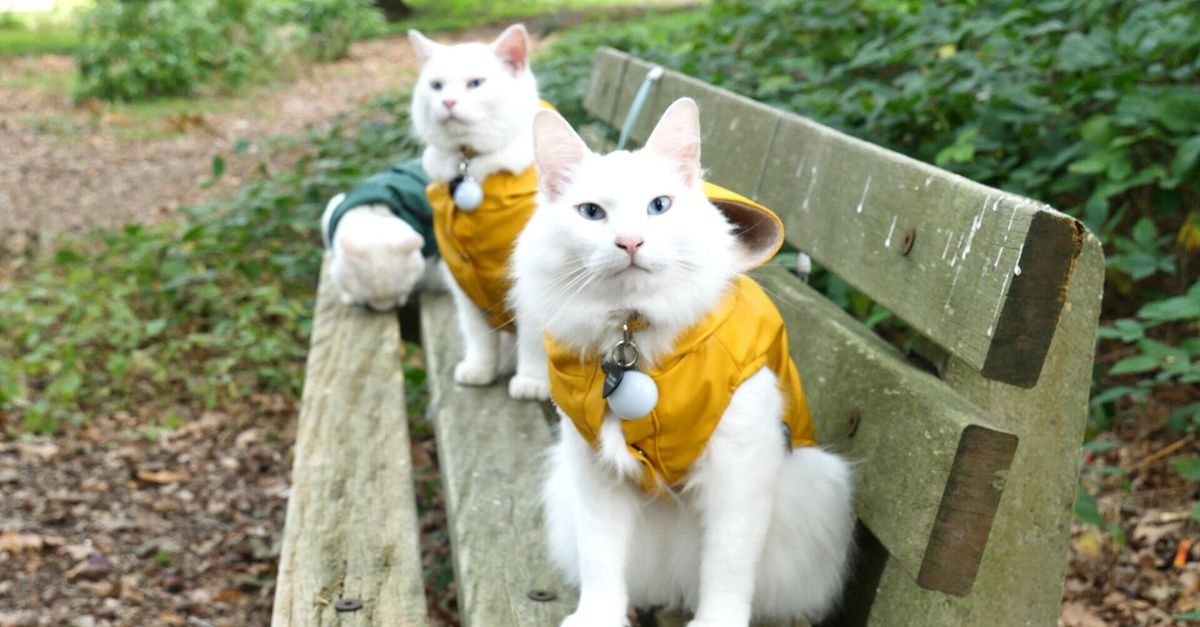 Opvallend trio: witte katten in gele jasjes bieden harige hulp - RTV ...