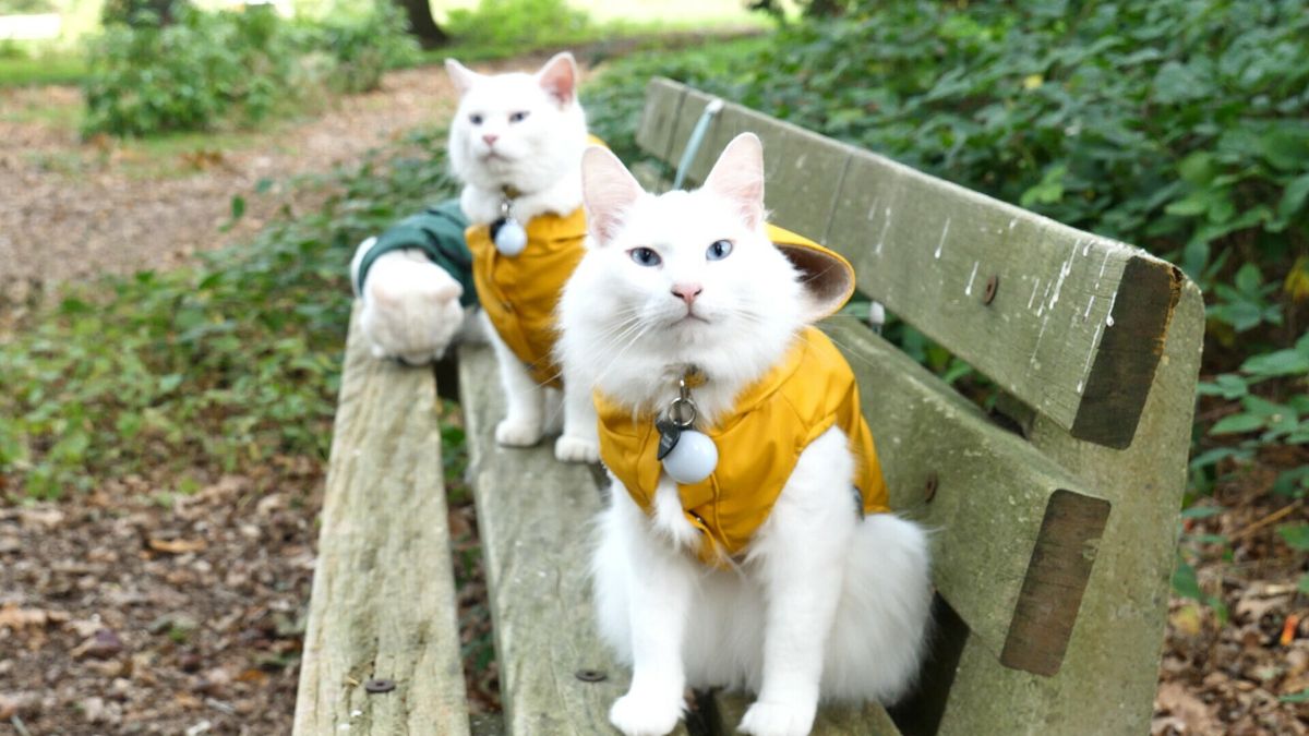 Opvallend trio: witte katten in gele jasjes bieden harige hulp - RTV ...