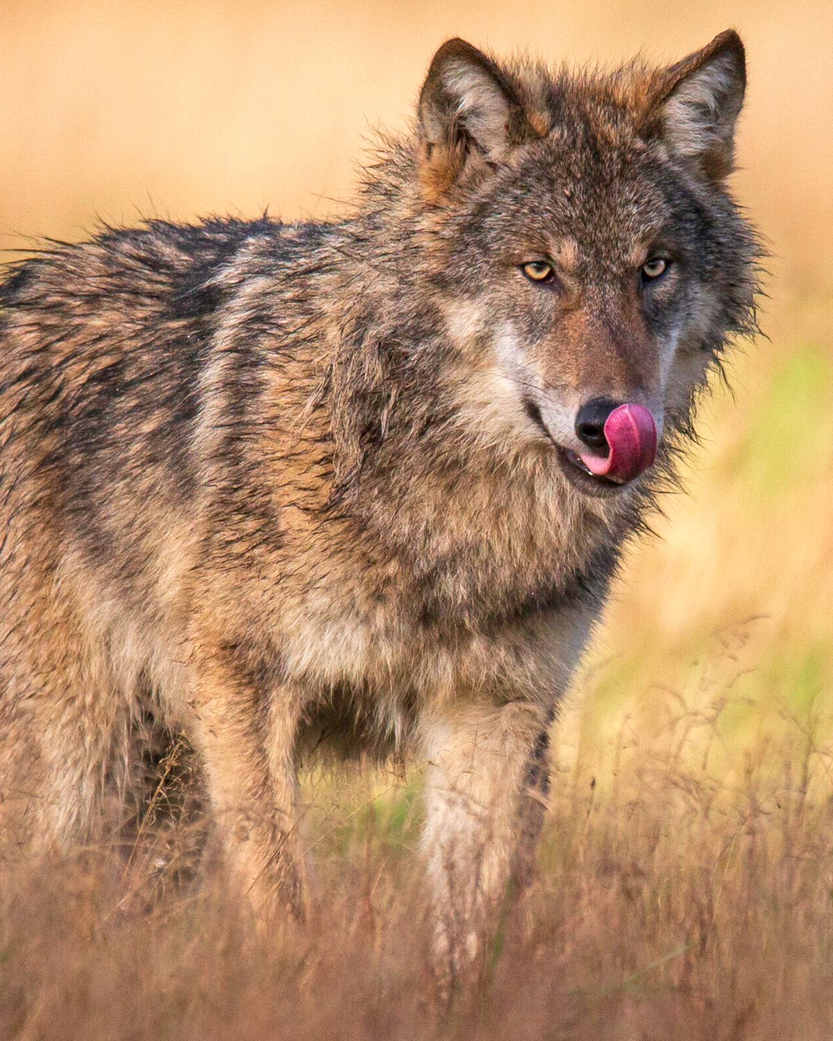Drentse wolf heeft ander dieet dan andere Nederlandse wolven - RTV Drenthe