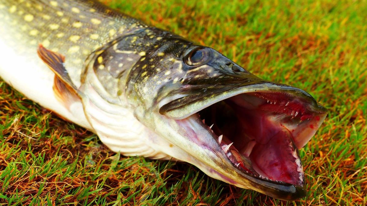 Grote snoek ligt dood op de kant bij recreatieplas Schoonhoven - RTV ...