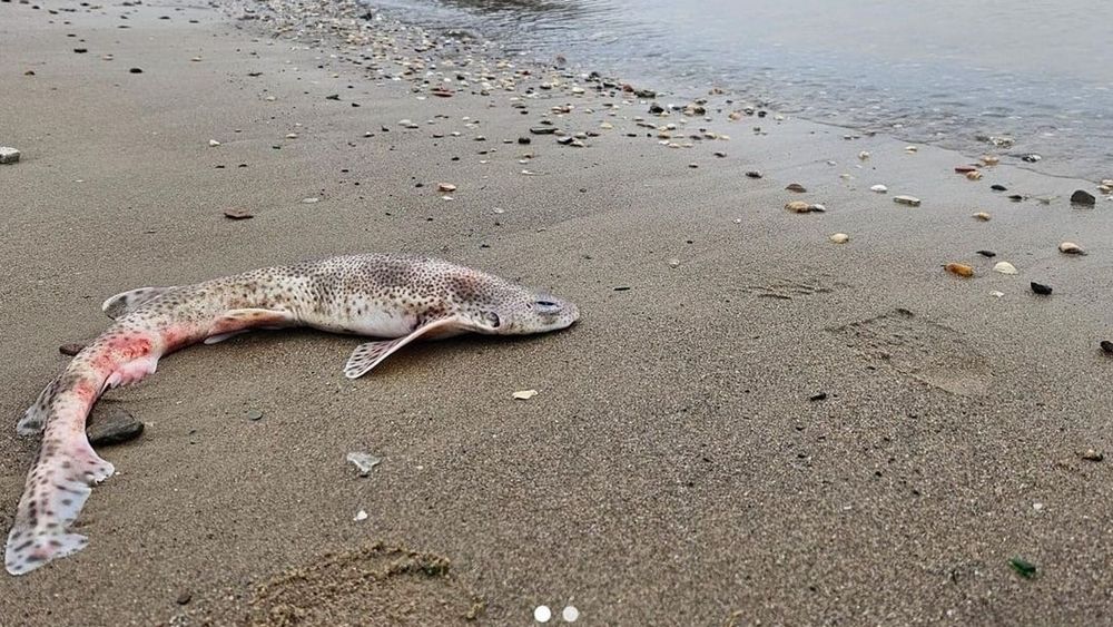 Wandelaars vinden 'intrigerende' hondshaai tijdens wintervogeltelling ...