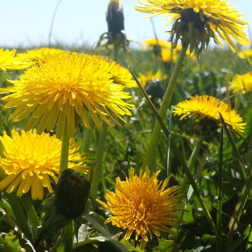 Gras niet meer maaien: 'In je gras zitten schatjes' - RTV Drenthe
