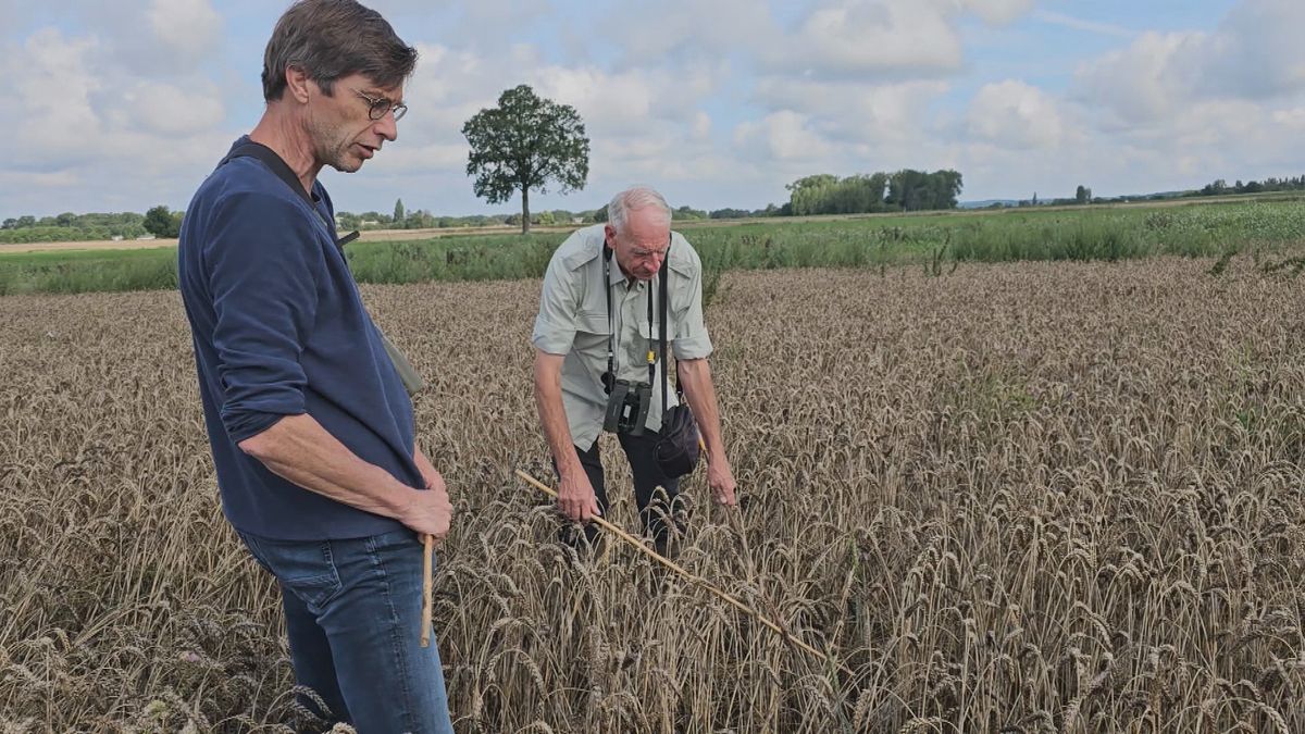 Jurist: Limburg riskeert serieuze boetes omgang korenwolf - L1 Nieuws