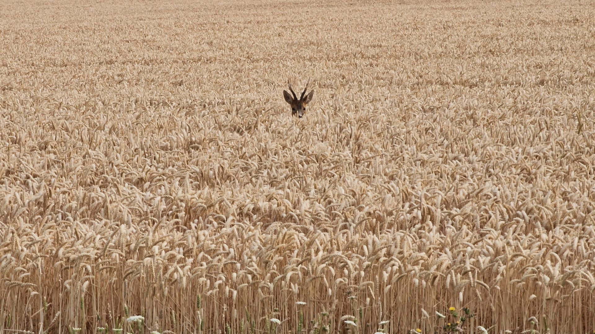 Goedemorgen! Vlasboeren, toerisme Middelburg en gezond eten - Omroep ...