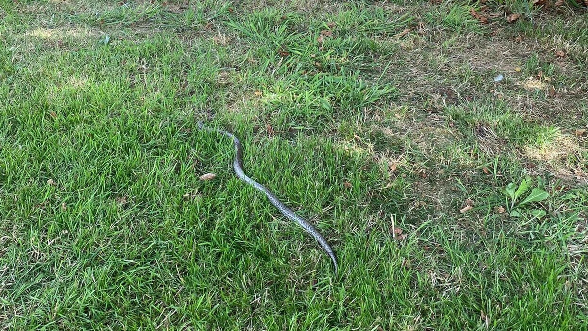 Buurtnatuurgebied bij Eelde wordt slangenwalhalla - RTV Drenthe